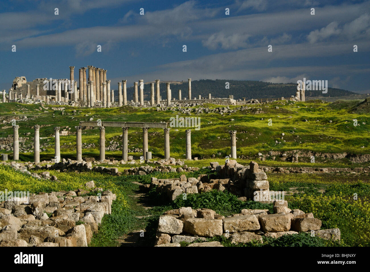 Jordan wildflowers hi-res stock photography and images - Alamy