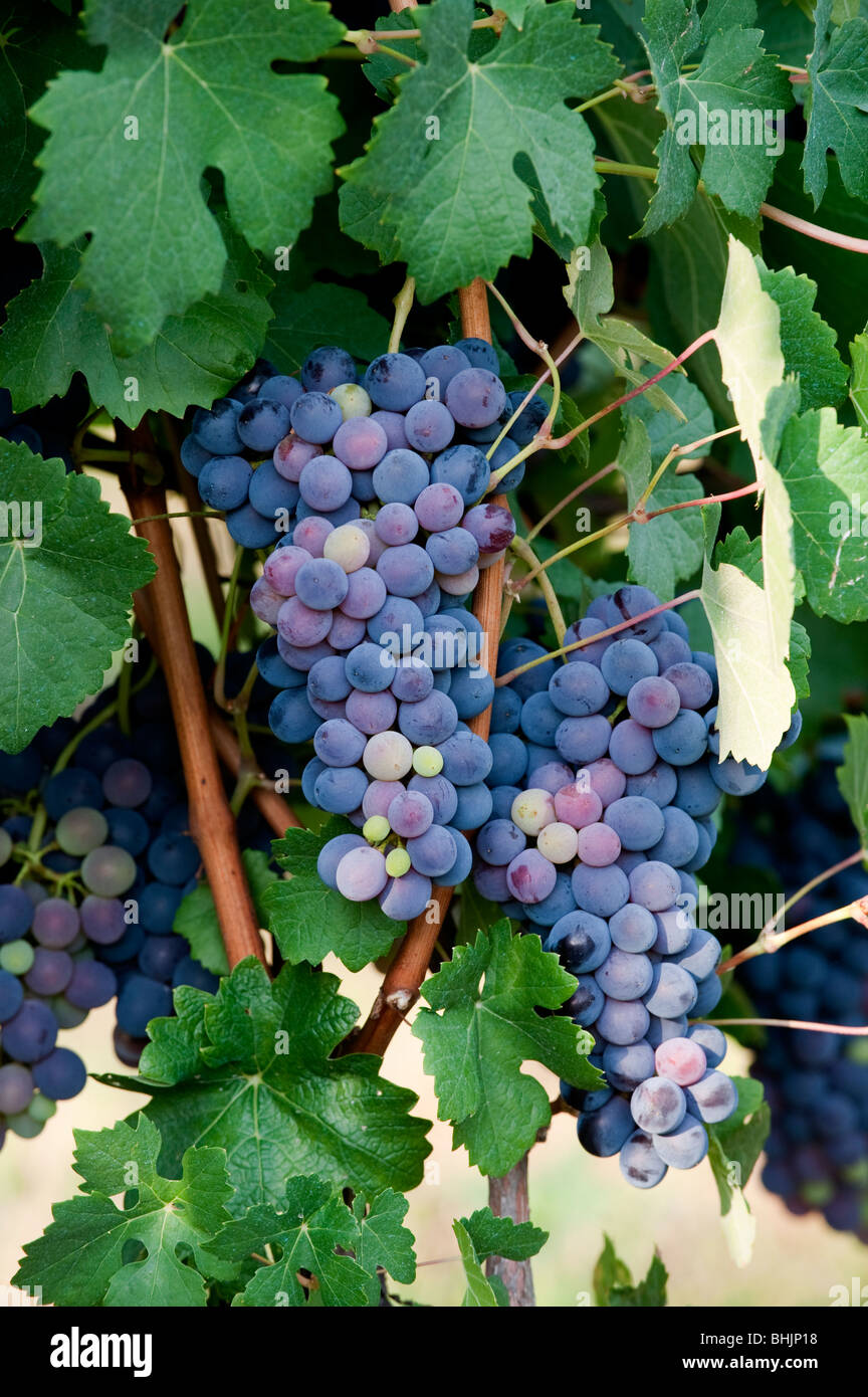 Bunch of red grapes in an Italian Vineyard Stock Photo - Alamy