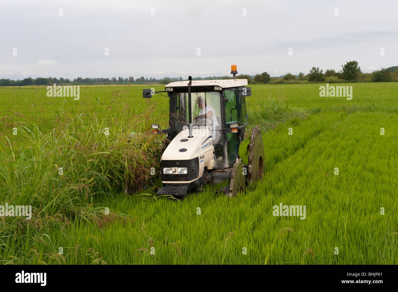Tractor working in rice fields, Langosco Stock Photo - Alamy