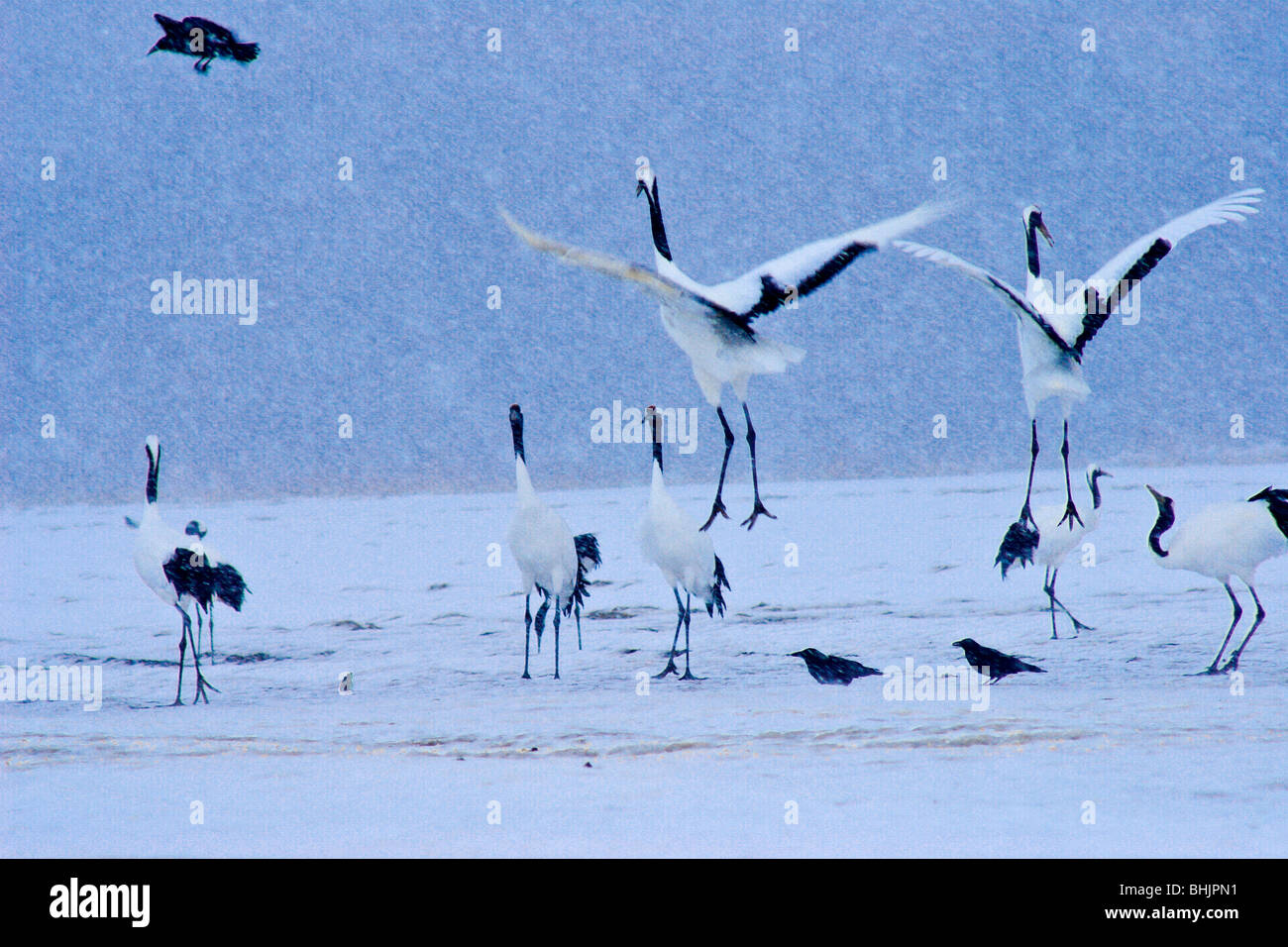 Japanese cranes hi-res stock photography and images - Alamy