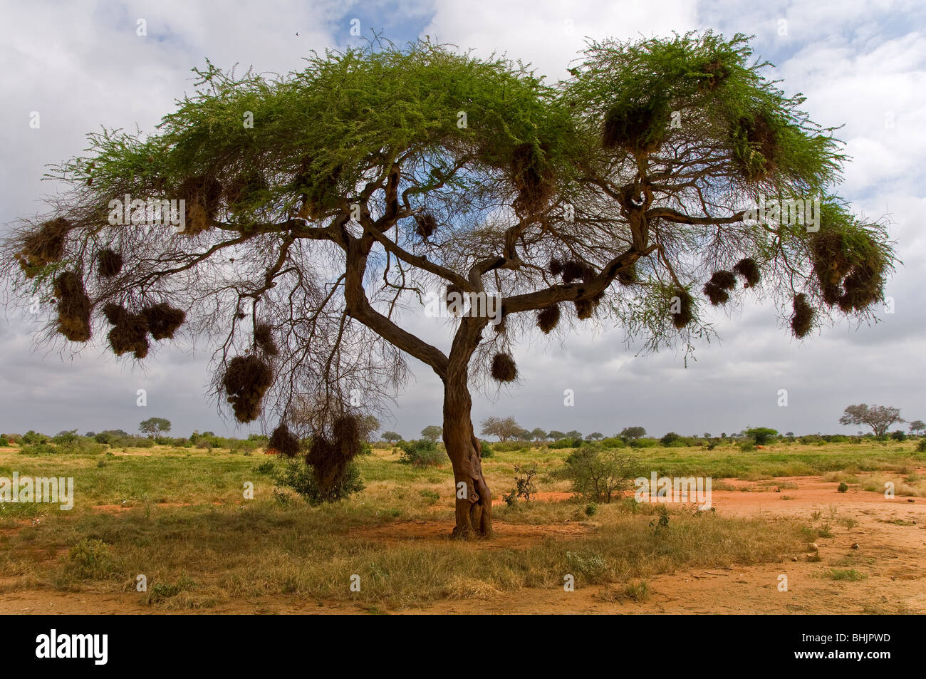 Tree, Tsavo East National Park, Kenya, Africa Stock Photo - Alamy