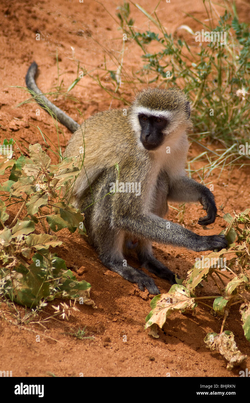 Monkey, Tsavo East National Park, Kenya, Africa Stock Photo - Alamy