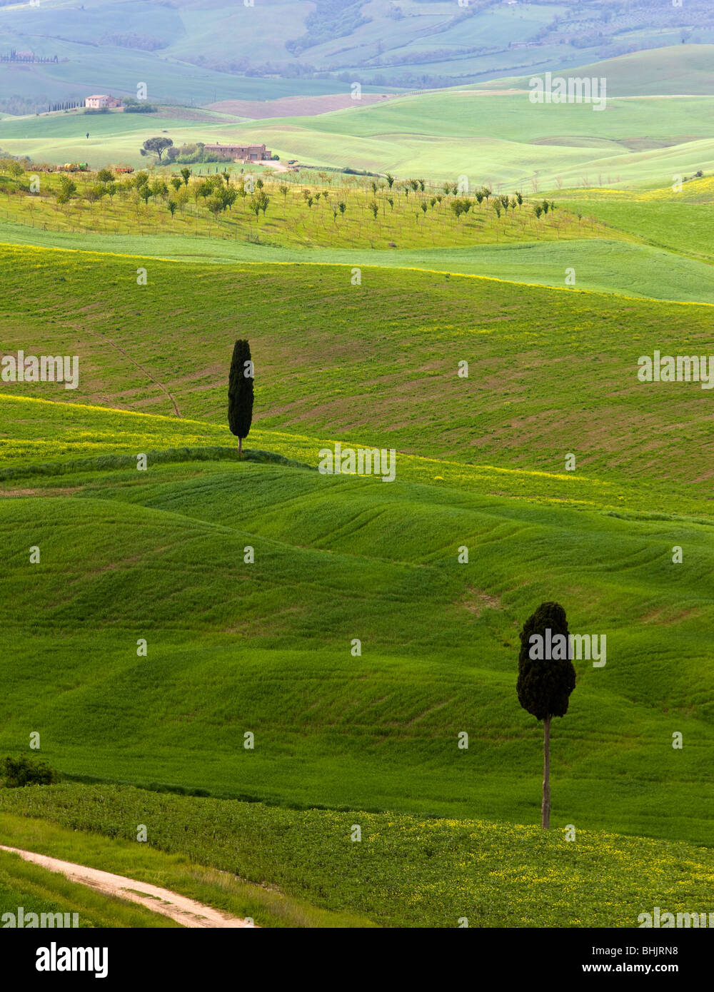 Italy, Tuscany, Near Pienza Typical tuscan landscape with cyprus trees ...