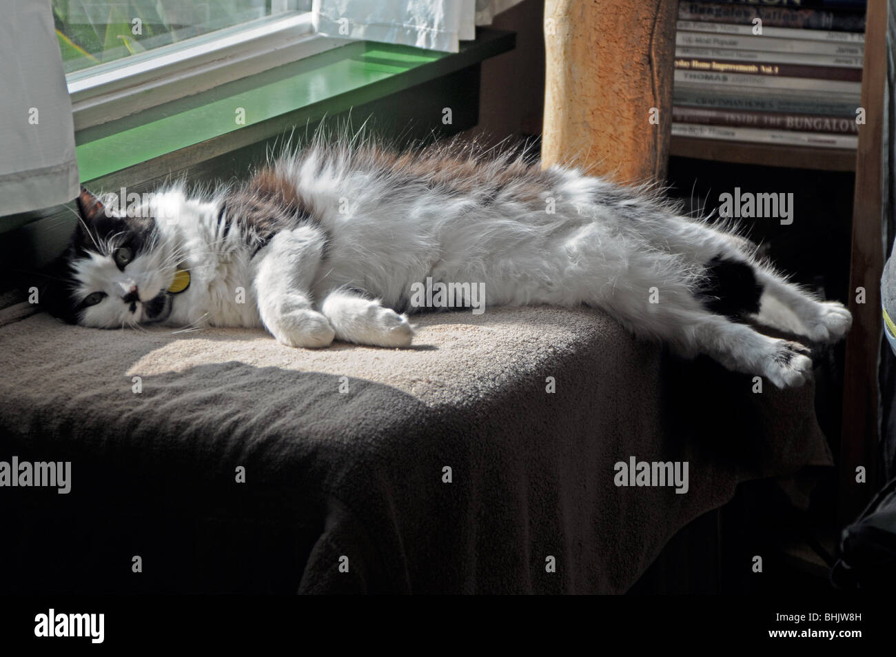 Cat basking in window sunlight Stock Photo - Alamy