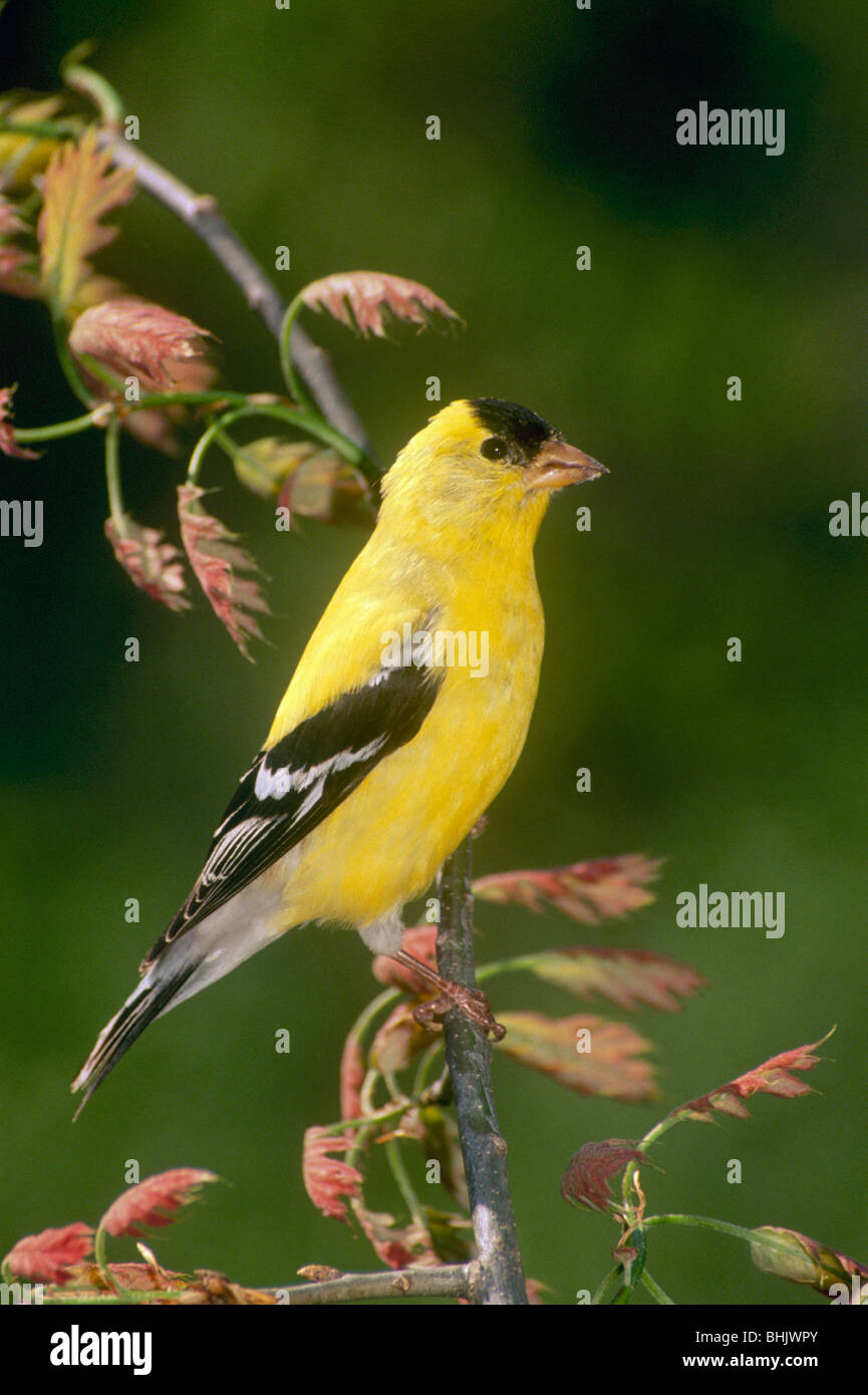 Male Goldfinch on branch of Oak tree in spring as leaves open and ...