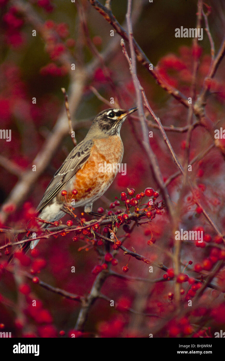 Robin among twigs hi-res stock photography and images - Alamy