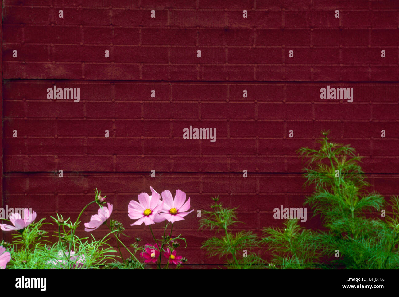 Red brick wall with flowers hi-res stock photography and images - Alamy