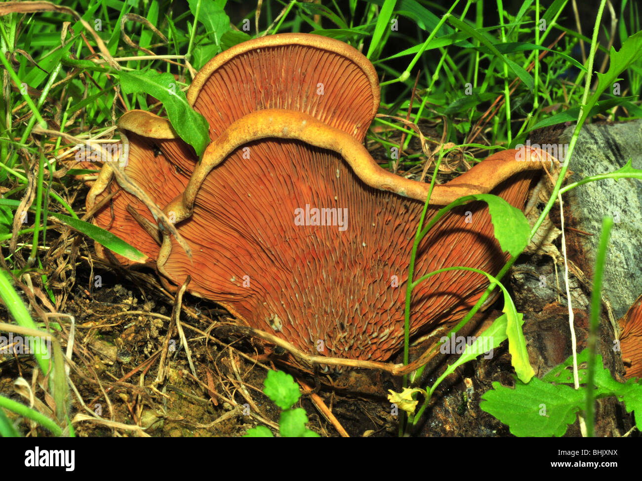 Paxillus panuoides mushroom Stock Photo - Alamy