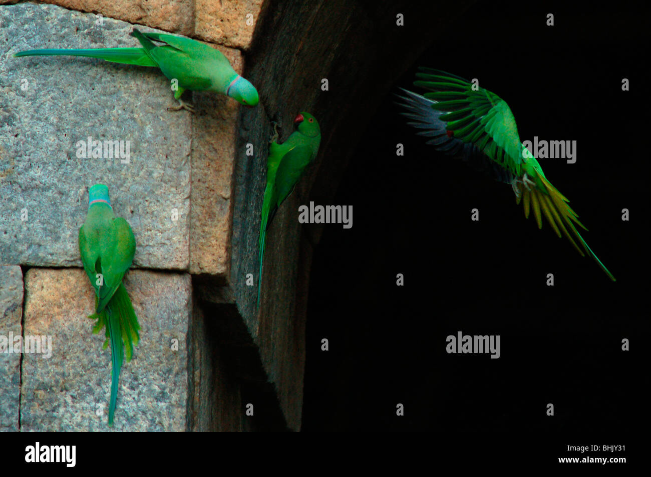 Indian Ringneck Parakeet, [Psittacula krameri manillensis] Stock Photo ...