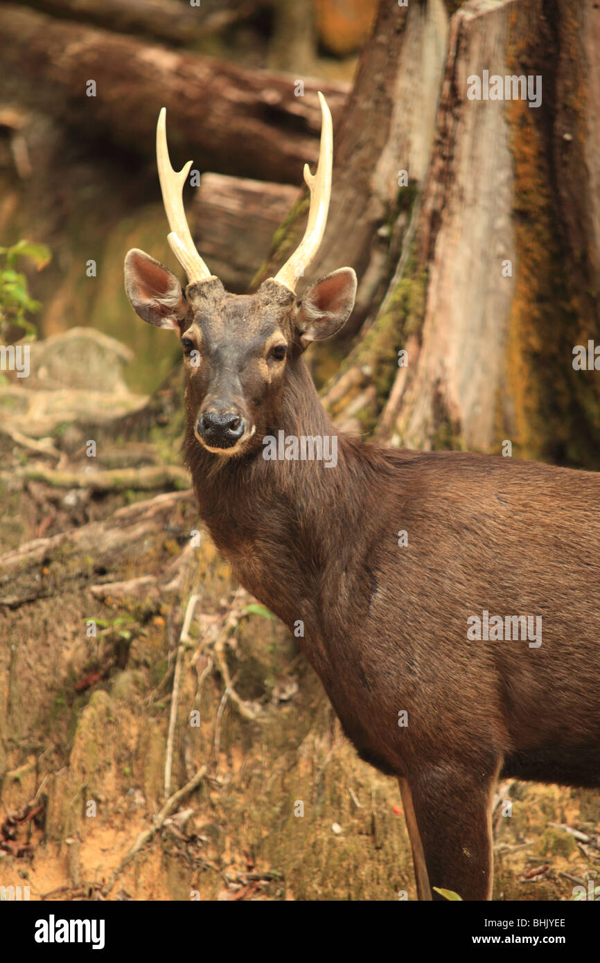 Philippine deer philippine sambar hi-res stock photography and images ...