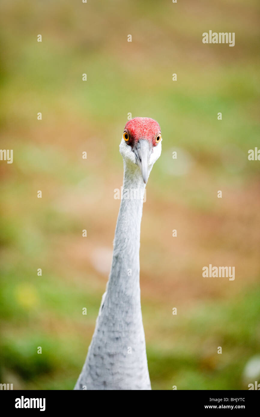 Sandhill Crane (Grus canadensis). Showing eyes in forward facing ...