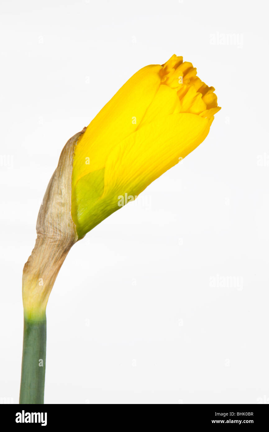 Closed singe daffodil isolated on white background Stock Photo - Alamy