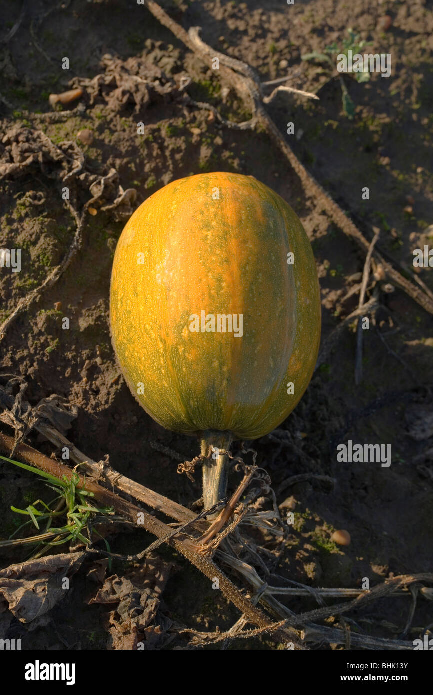 Gourd growing as a field crop. Norfolk Stock Photo - Alamy