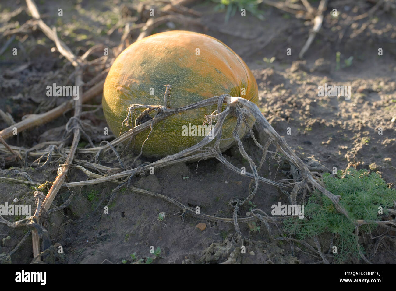 Gourd field hi-res stock photography and images - Alamy