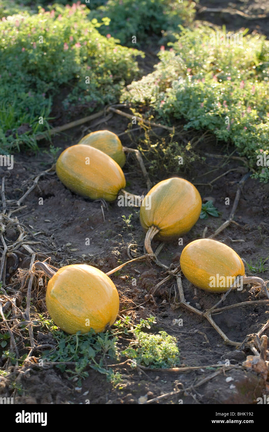 Crop patterns hi-res stock photography and images - Alamy