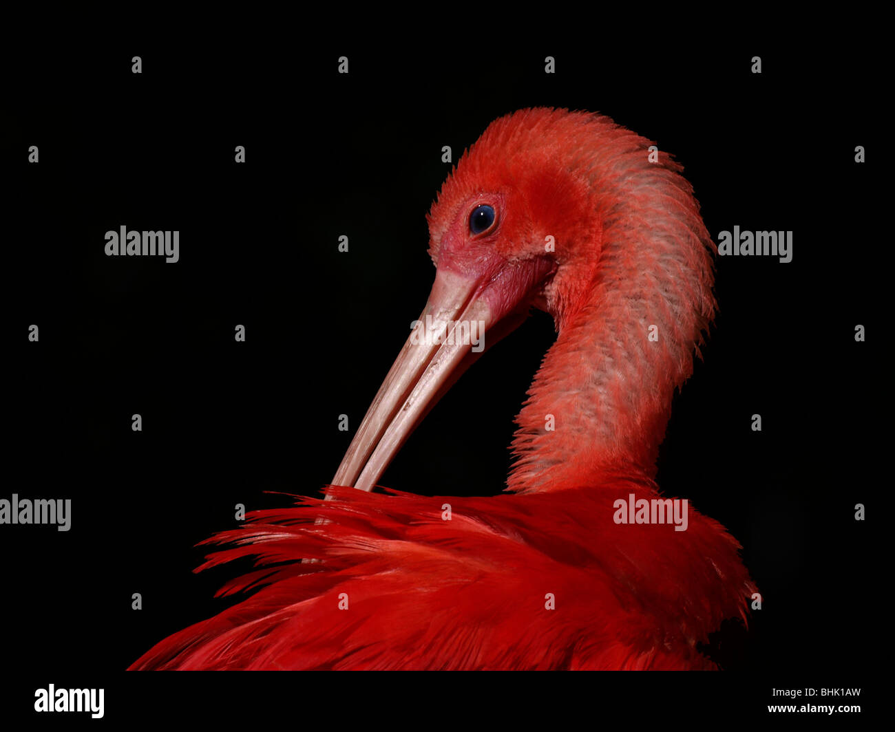 Ibis preening hi-res stock photography and images - Alamy
