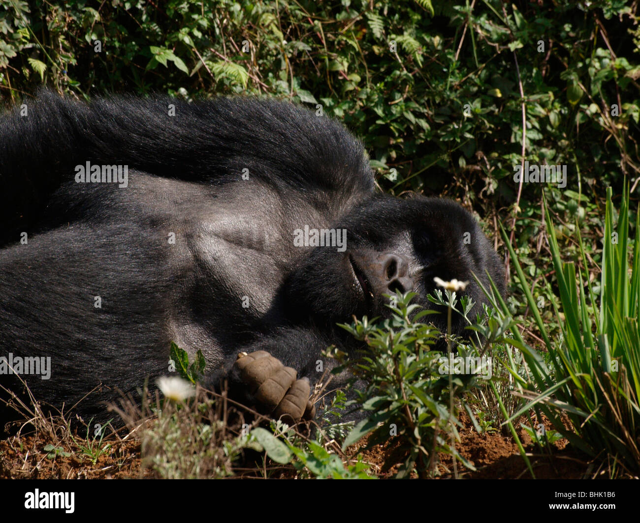Silverback gorilla sleeping in field, Virunga mountains, Rwanda Stock ...