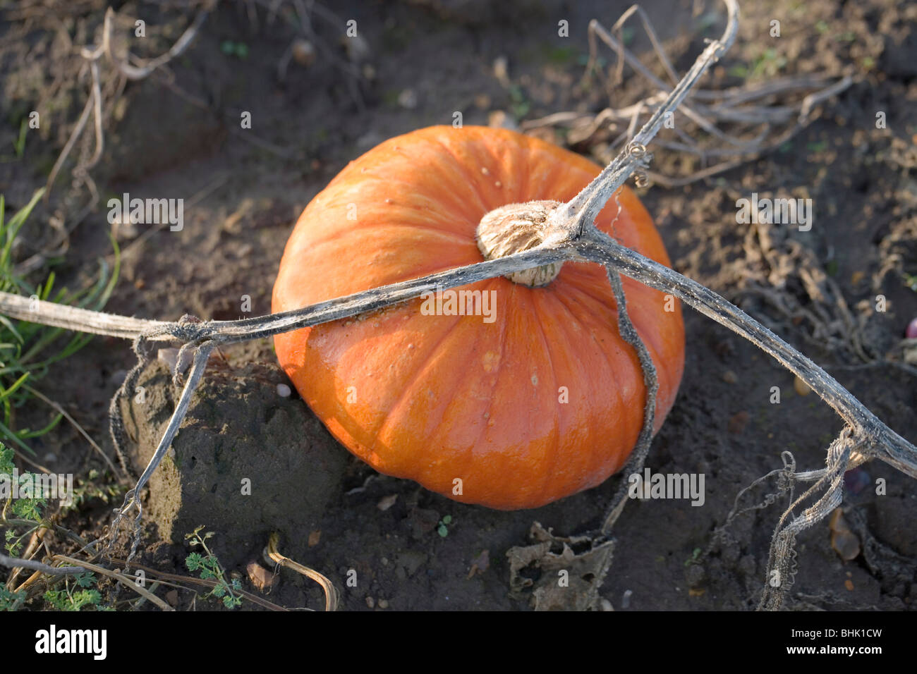Field pumpkin cucurbita pepo hi-res stock photography and images - Alamy