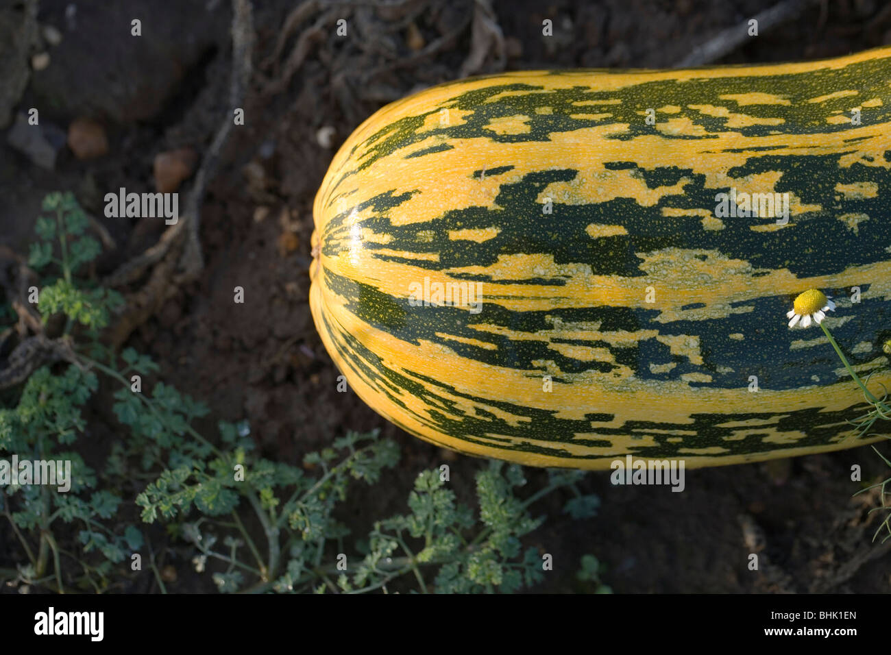 Marrow Vegetable crop. Cucurbitaceae. Cucurbita pepo. Awaiting harvest ...