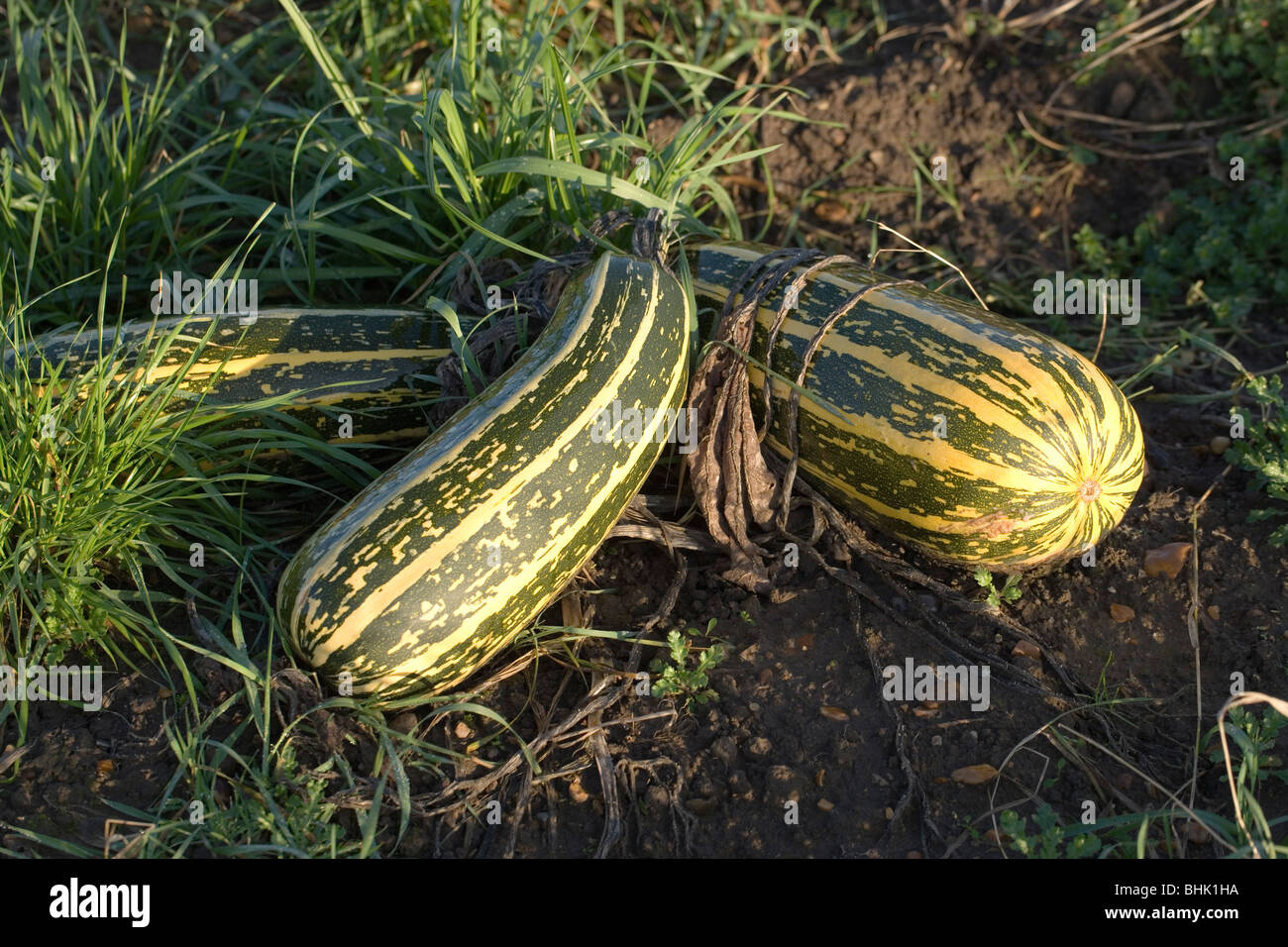 Marrows Vegetable crop. Cucurbitaceae. Cucurbita pepo. Growing as a ...