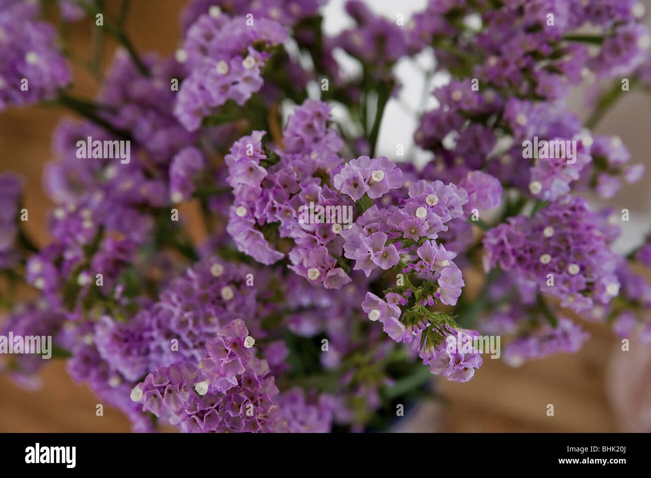 Purple flowers close up Stock Photo - Alamy