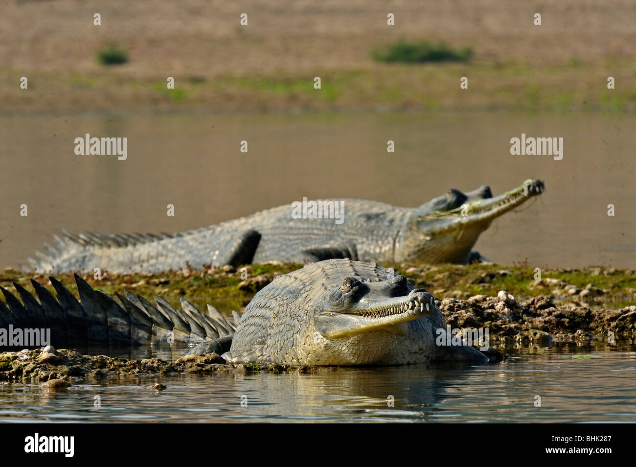 Gharial or Gavial (Gavialis gangeticus) basking in the sun in Chambal ...
