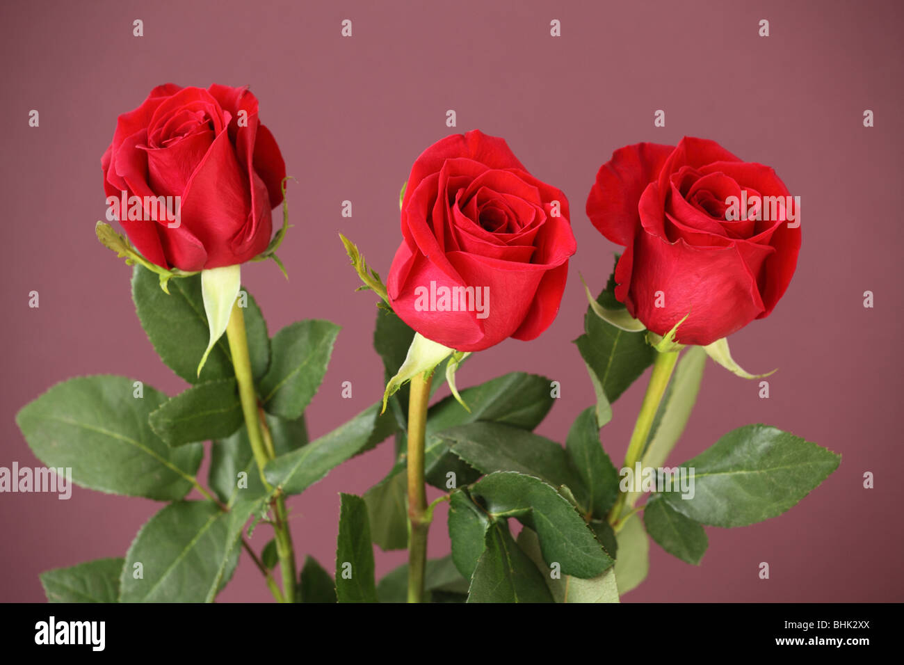 A bouquet of three red roses on red background Stock Photo - Alamy