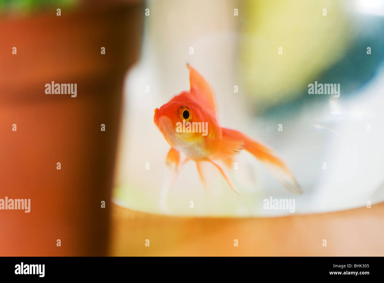 Fish without eyes hi-res stock photography and images - Alamy