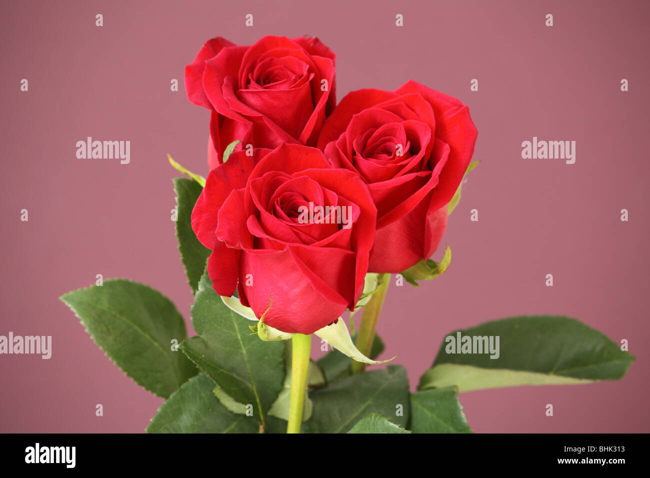 Three red roses hi-res stock photography and images - Alamy