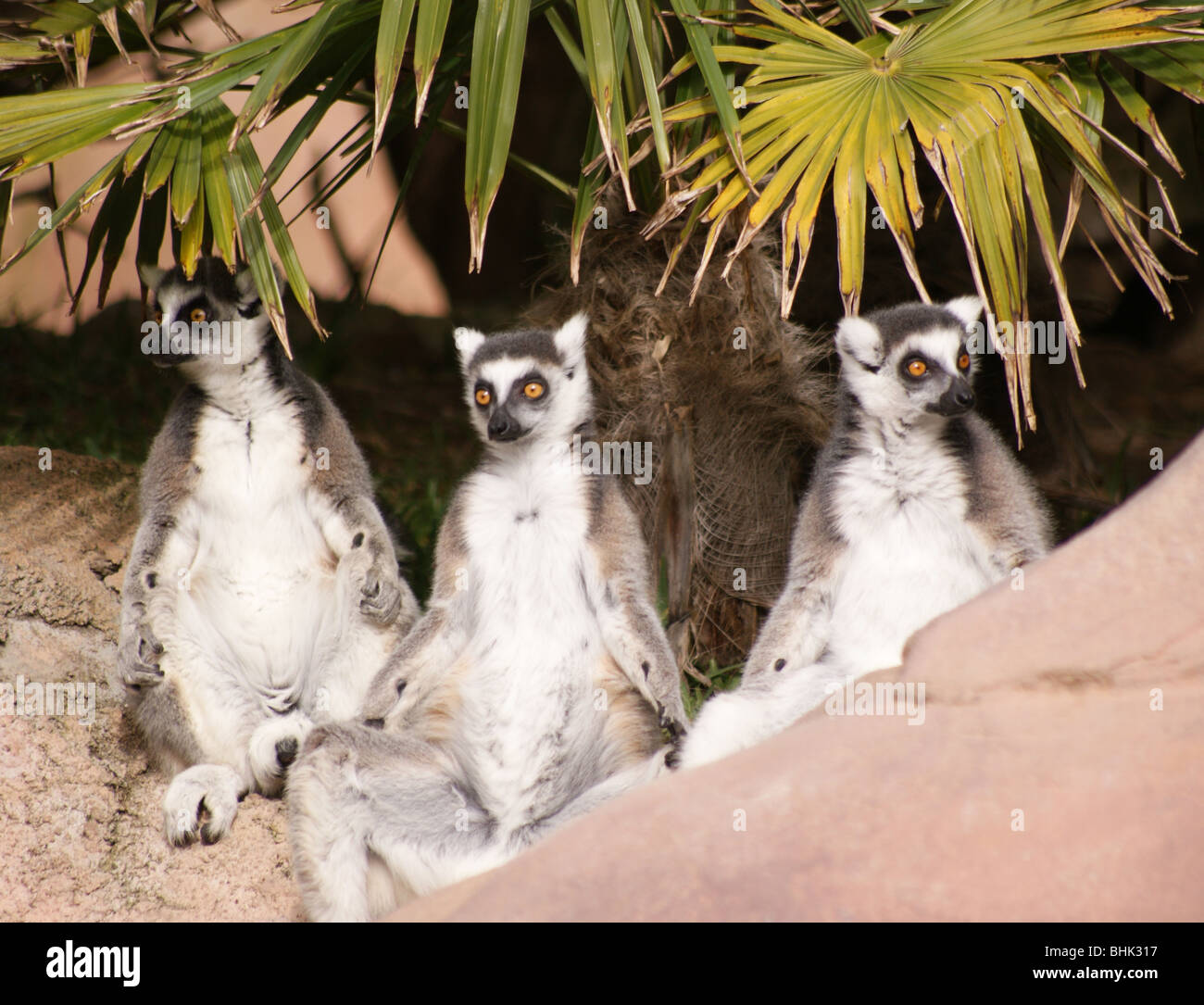 GROUP OF THREE SEATED RARE ENDANGERED SPECIES Madagascan RING TAILED ...