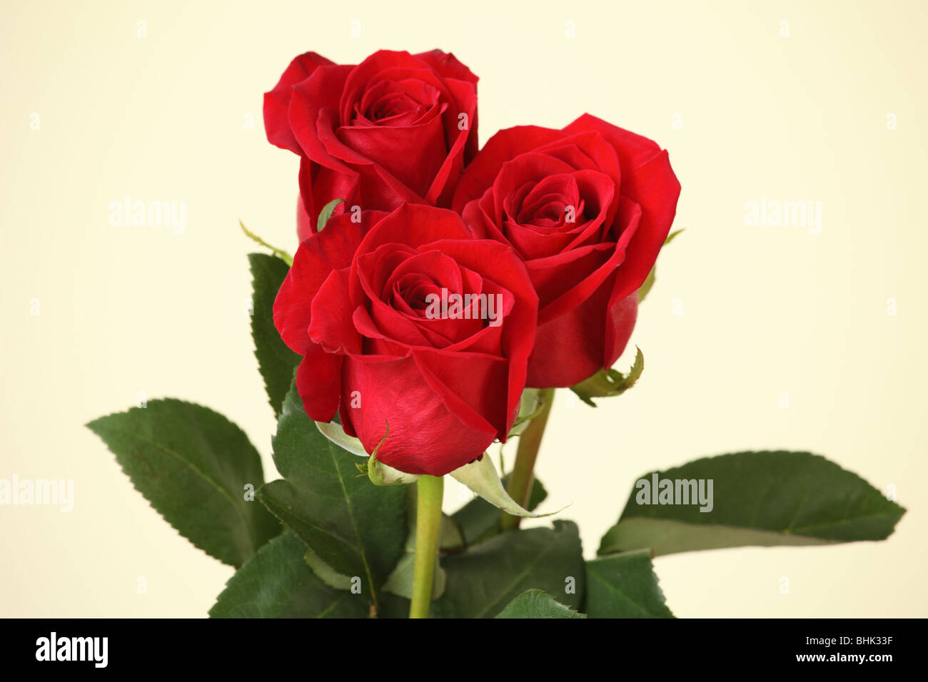 A bouquet of three red roses on white background Stock Photo - Alamy
