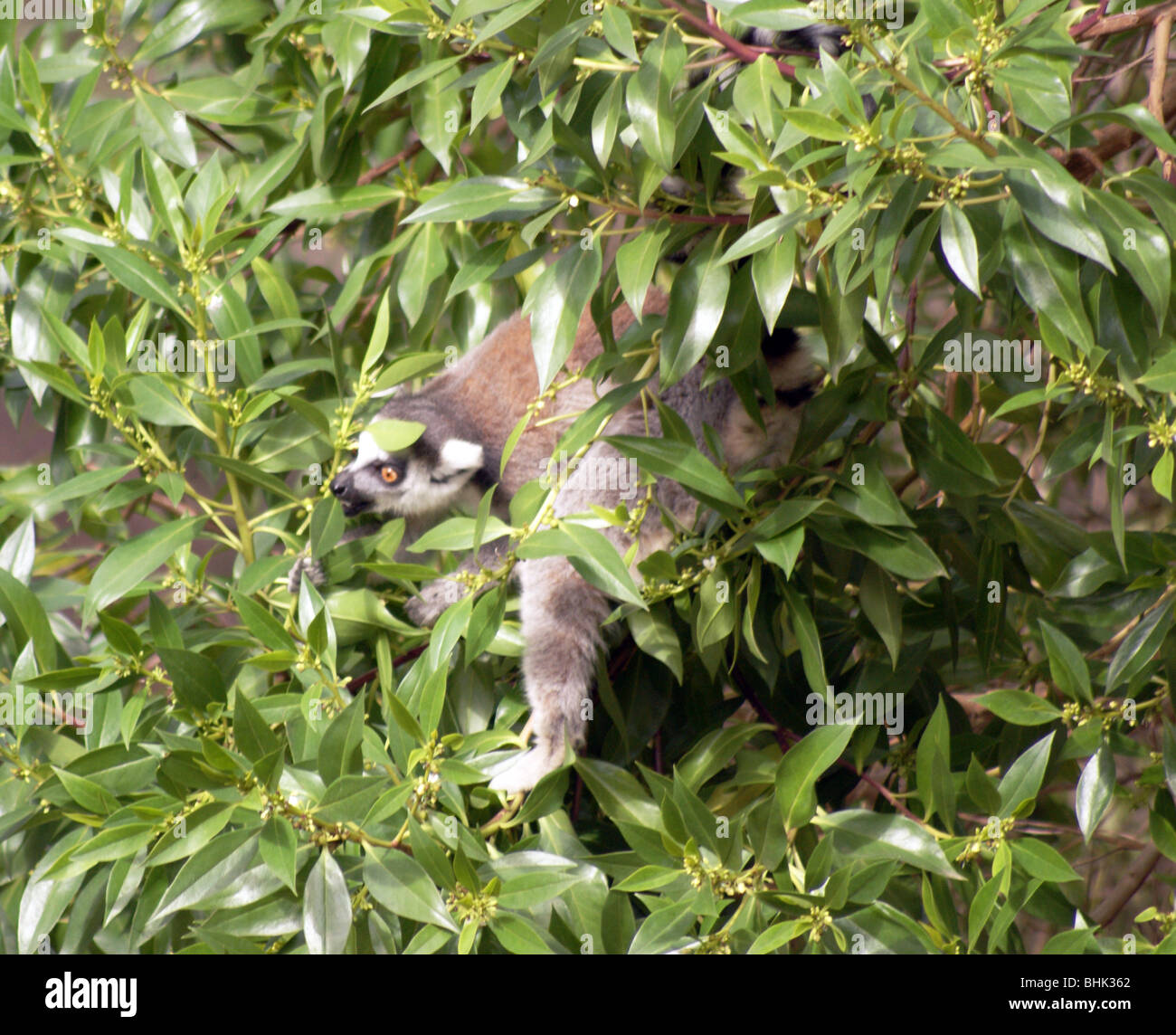 Madagascan RING TAILED Lemurs Stock Photo - Alamy