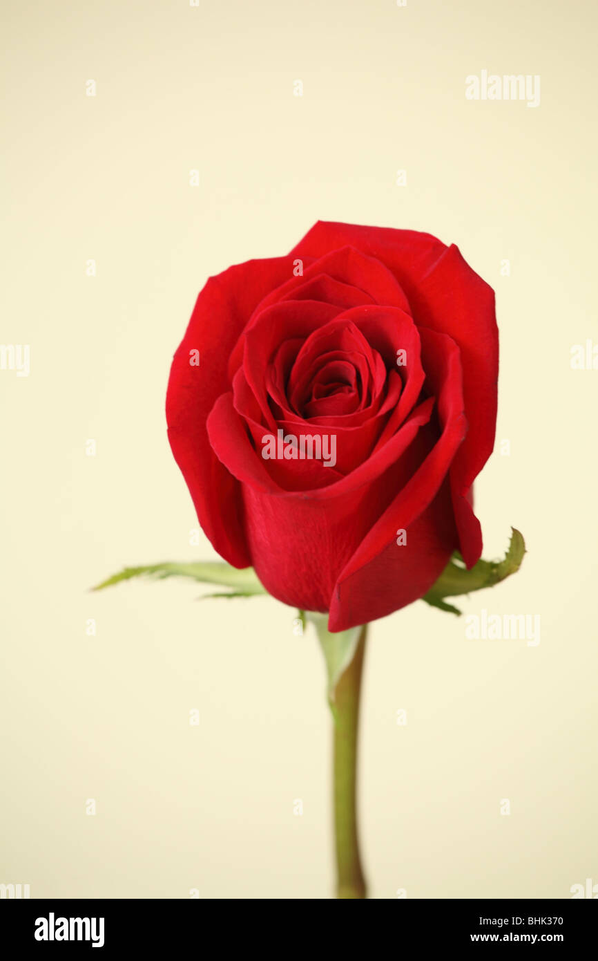One rose hi-res stock photography and images - Alamy