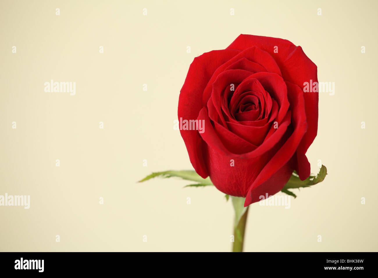 One red rose on the white background Stock Photo - Alamy