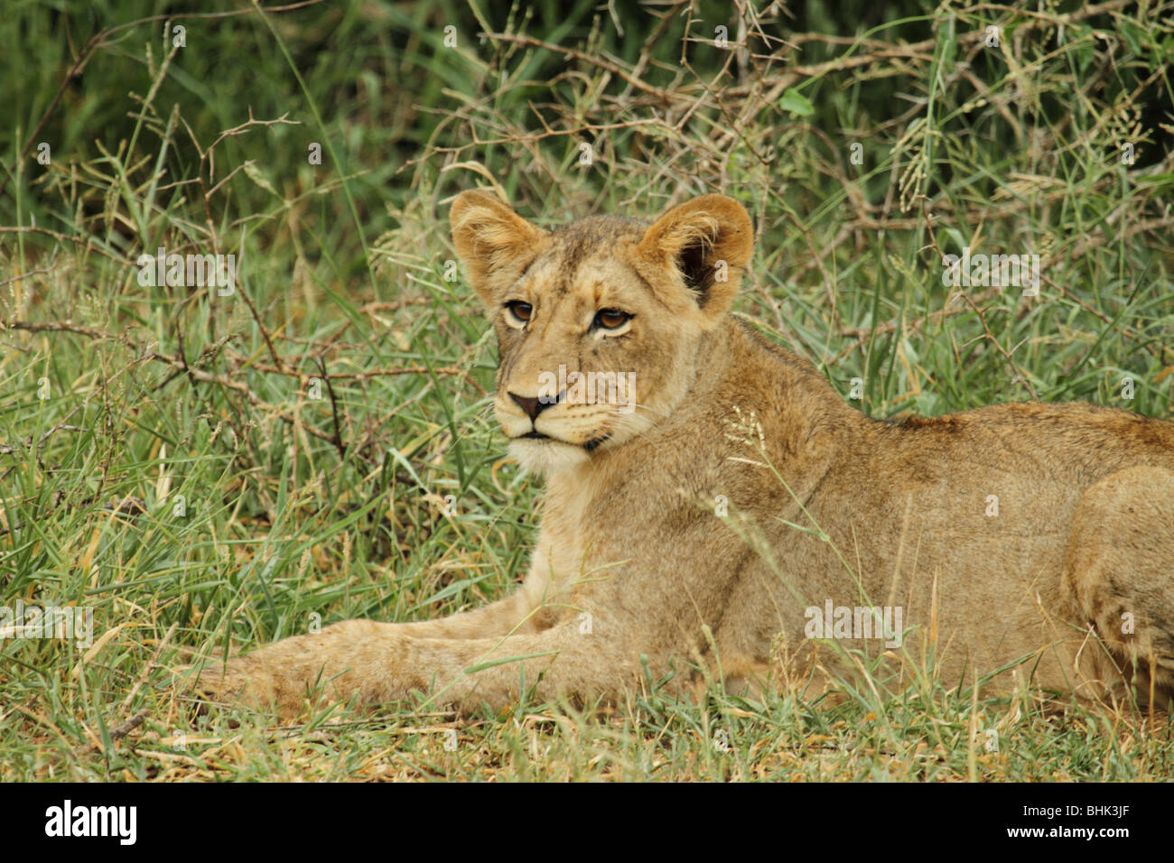 Young Lion lying in bush looking into distance Stock Photo - Alamy