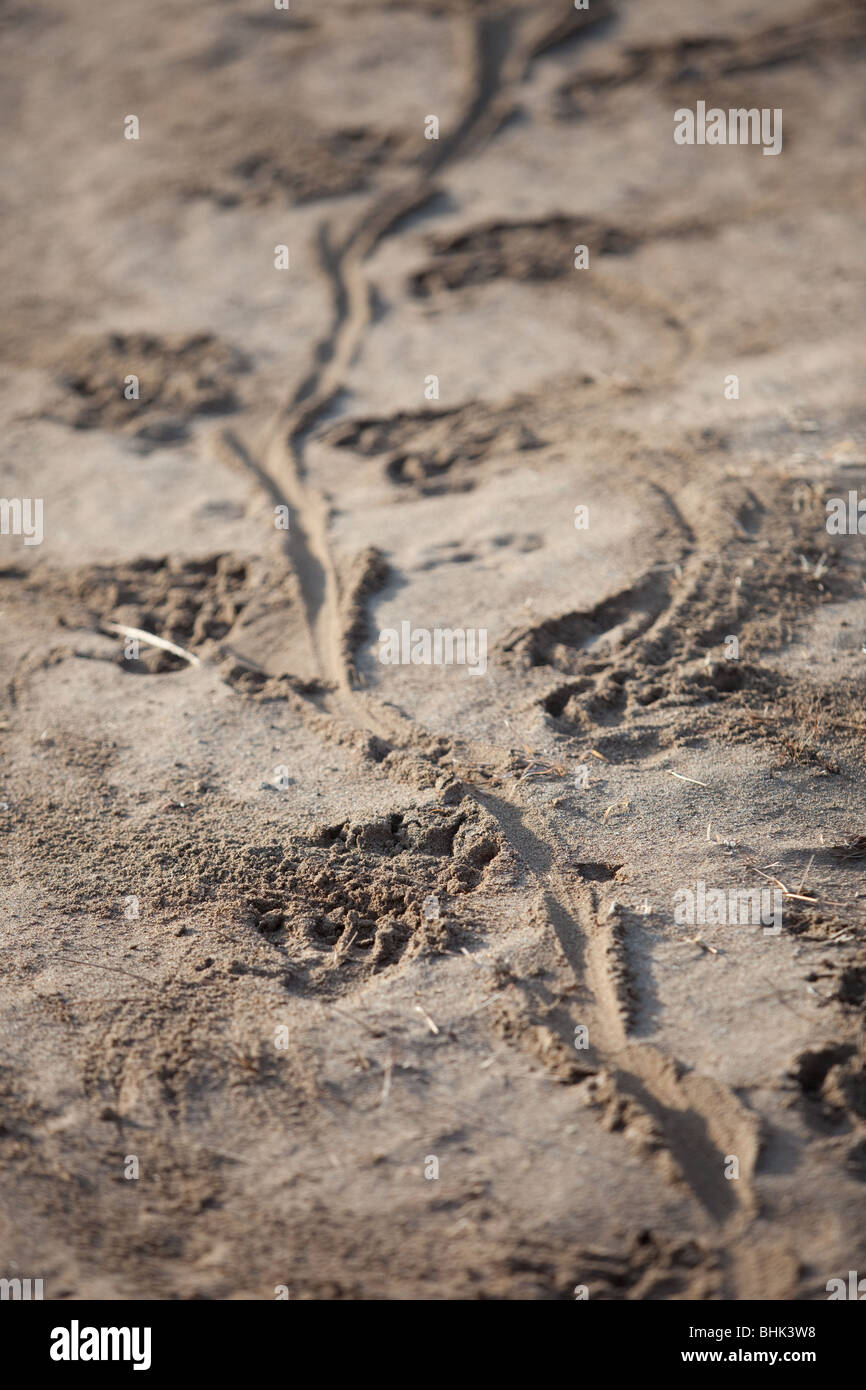 Lizard tracks hi-res stock photography and images - Alamy