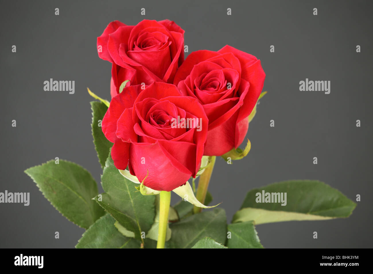 A bouquet of three red roses on black background Stock Photo - Alamy