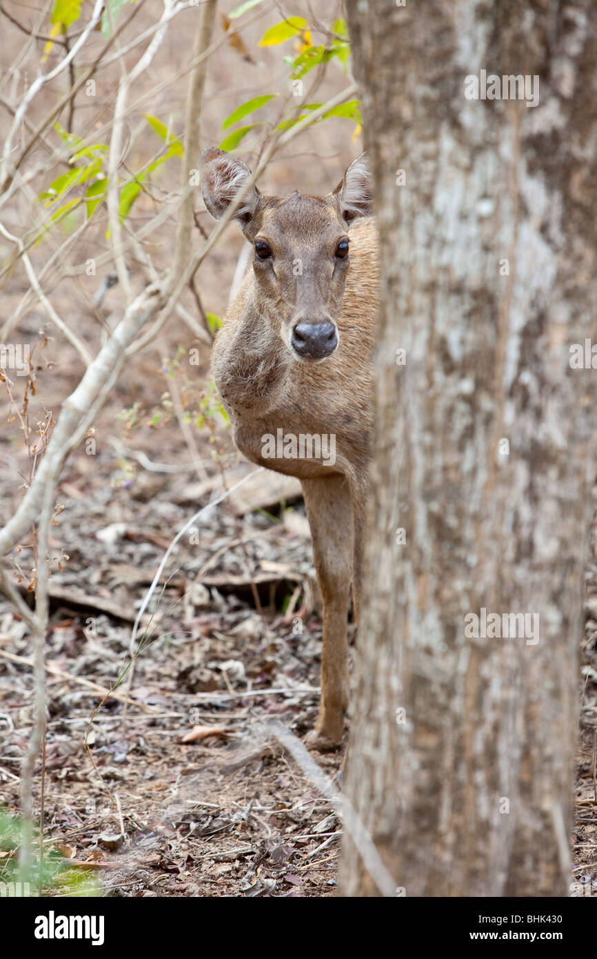 Curious deer peeking around the tree at Komodo Island, Indonesia Stock ...