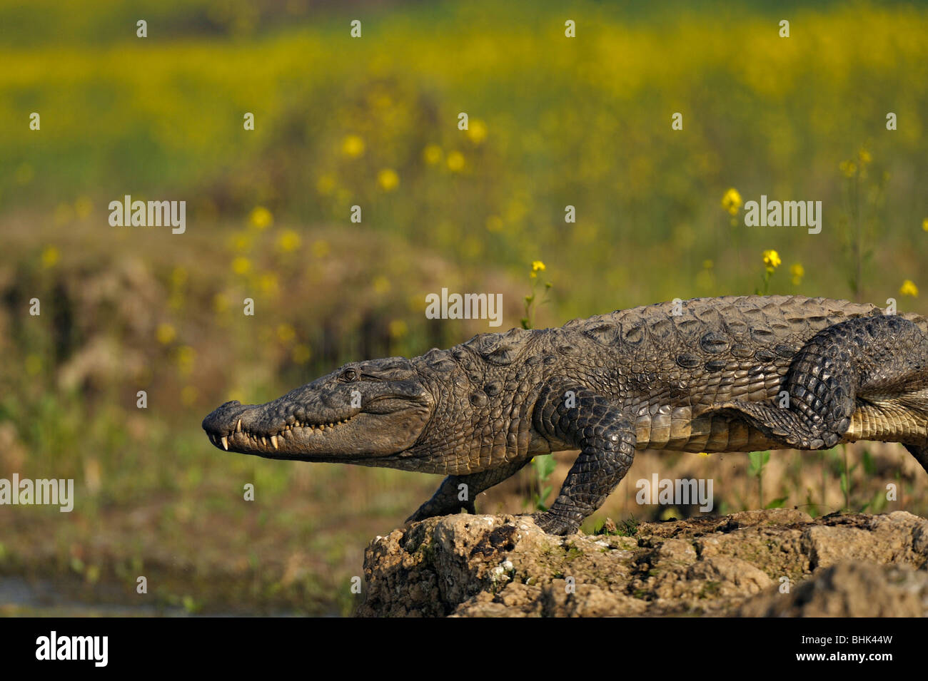 Indian Marsh crocodile running in to the water in Chambal river Stock ...
