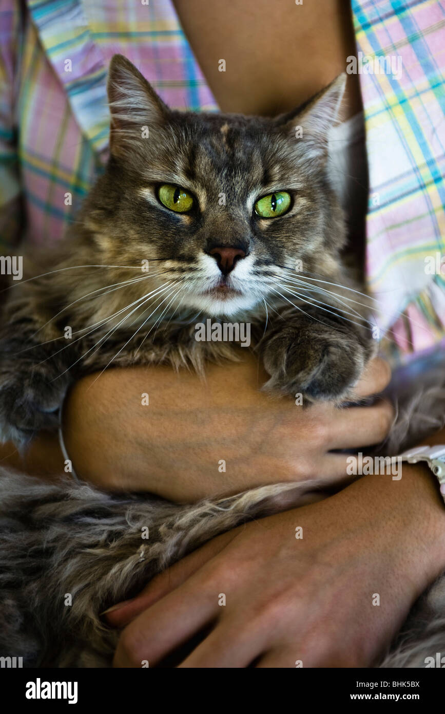 Cat for comfort theme hi-res stock photography and images - Alamy