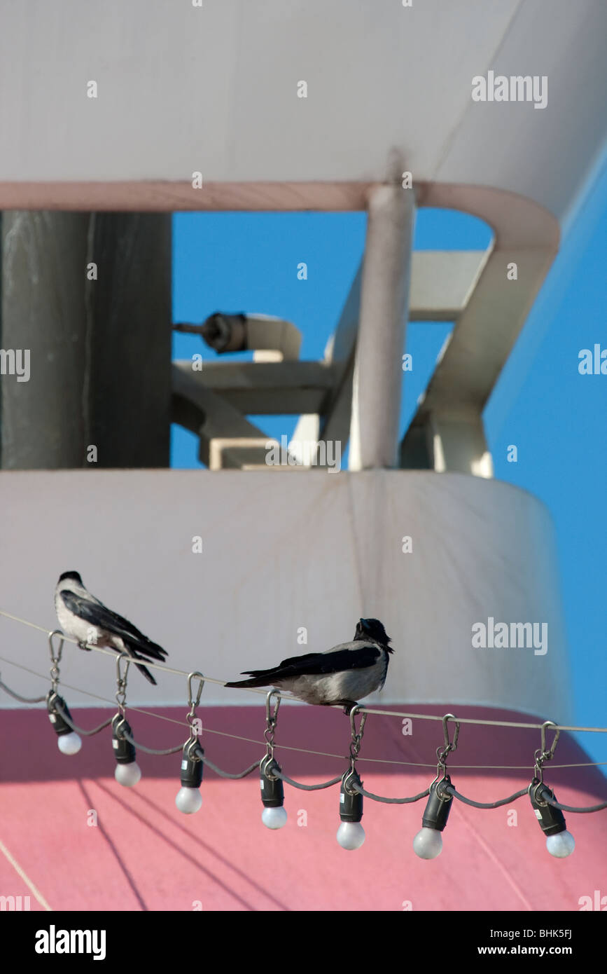 Crows on a wire Stock Photo - Alamy
