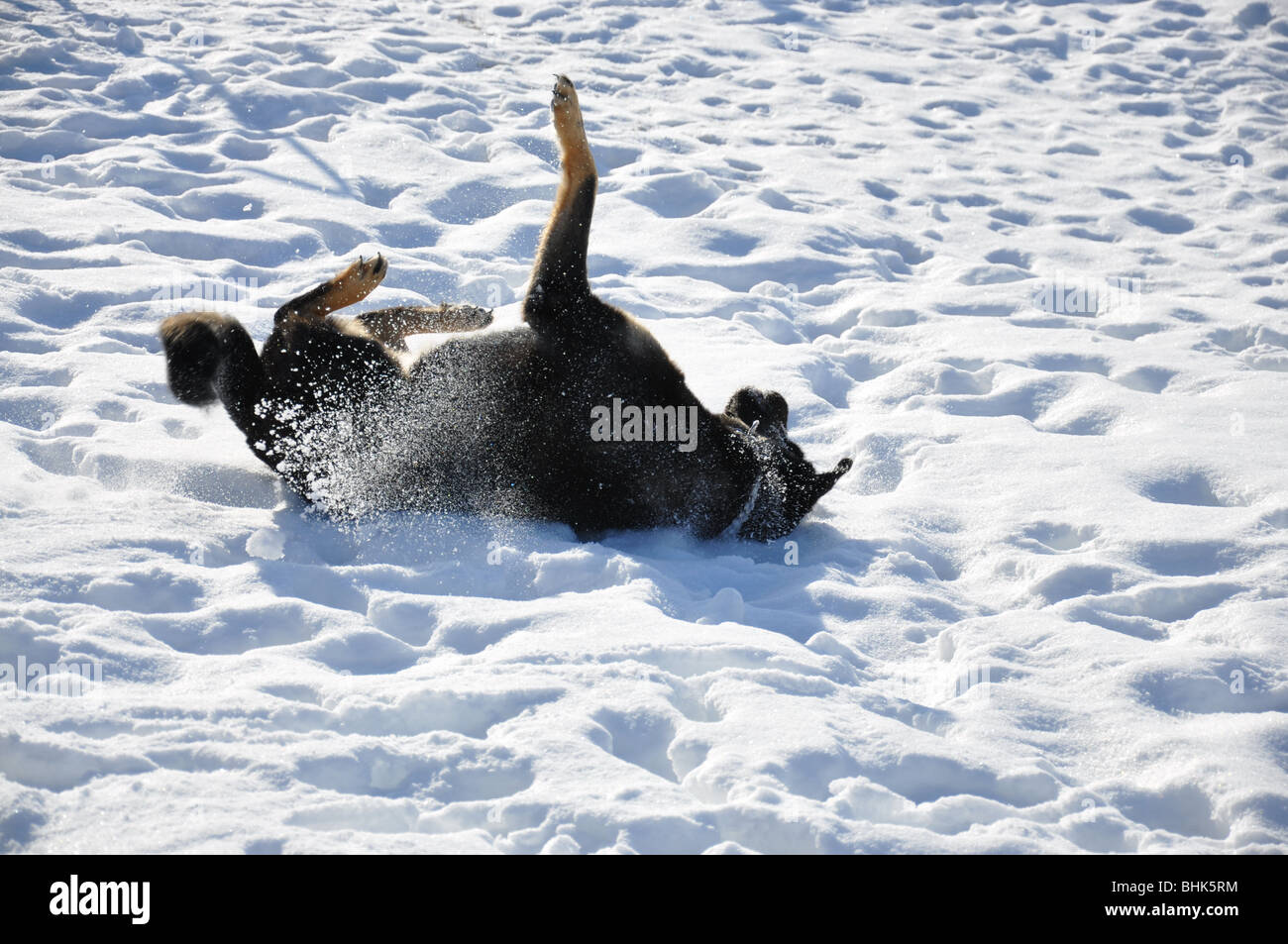 husky type dog rolling in snow on a sunny day Stock Photo - Alamy