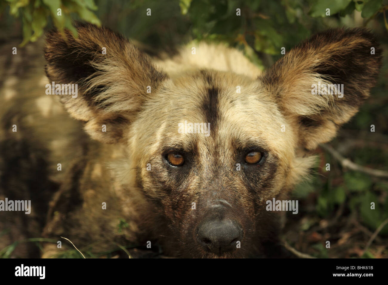 African Wild Dog close up portrait Stock Photo - Alamy