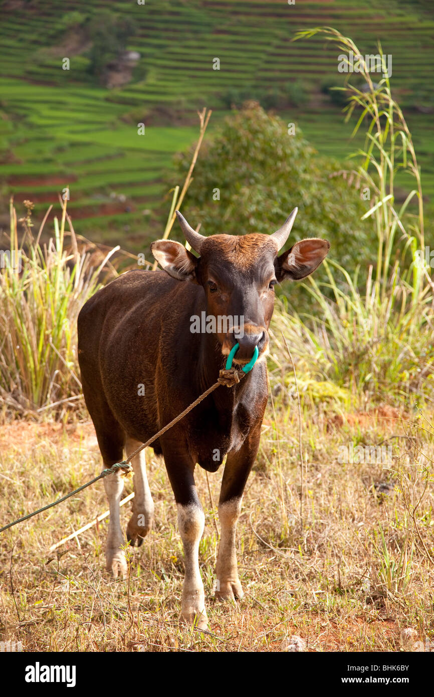 Cow standing in the ricefields near ruteng, Indonesia Stock Photo - Alamy