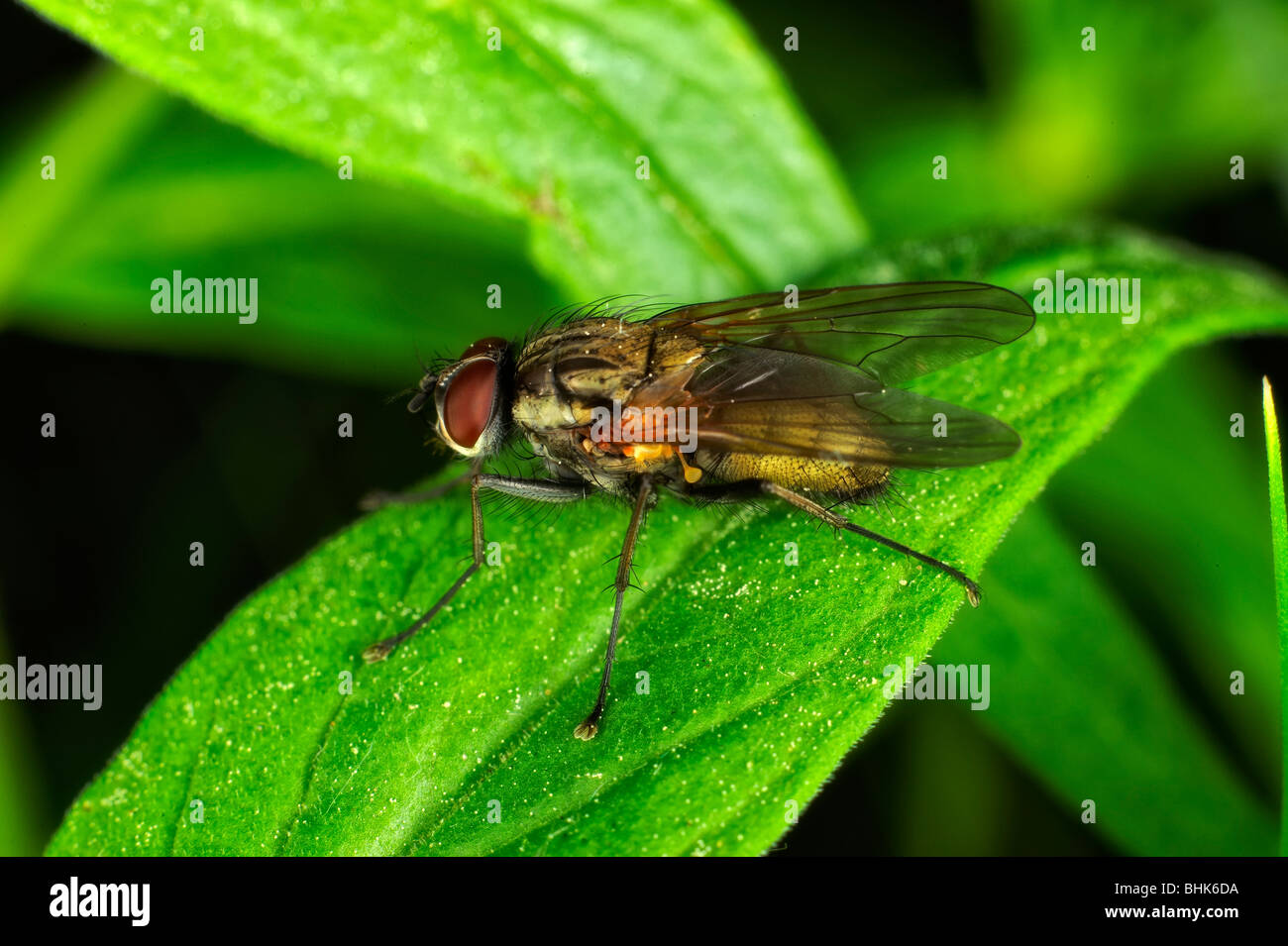 Insect macro, Russia, Moscow Region Stock Photo - Alamy