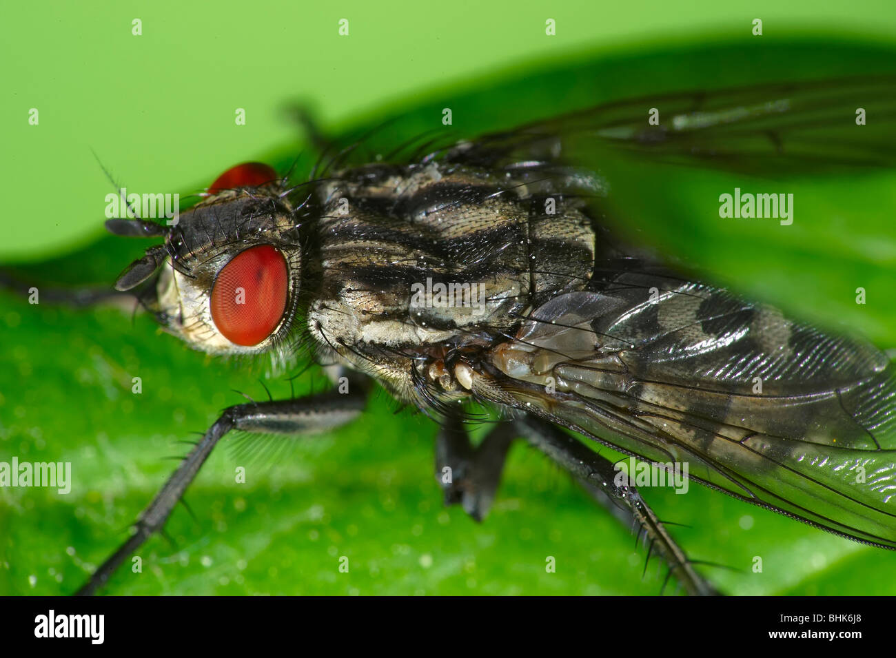 Insect macro, Russia, Moscow Region Stock Photo - Alamy