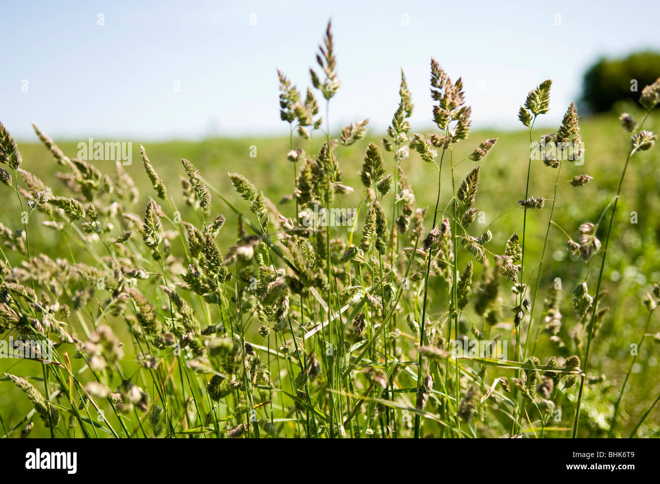 Growing green wild grasses hi-res stock photography and images - Alamy