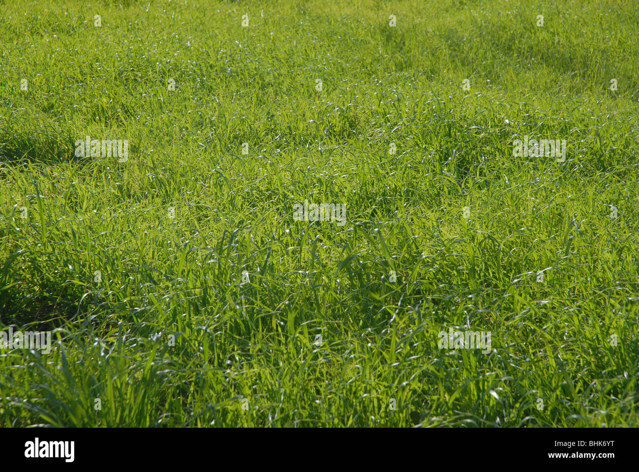 meadow, Jalon Valley, Alicante Province, Comunidad Valenciana, Spain ...