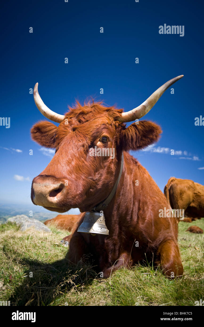 A Salers cow summering on the Monts du Cantal pastures (Auvergne ...
