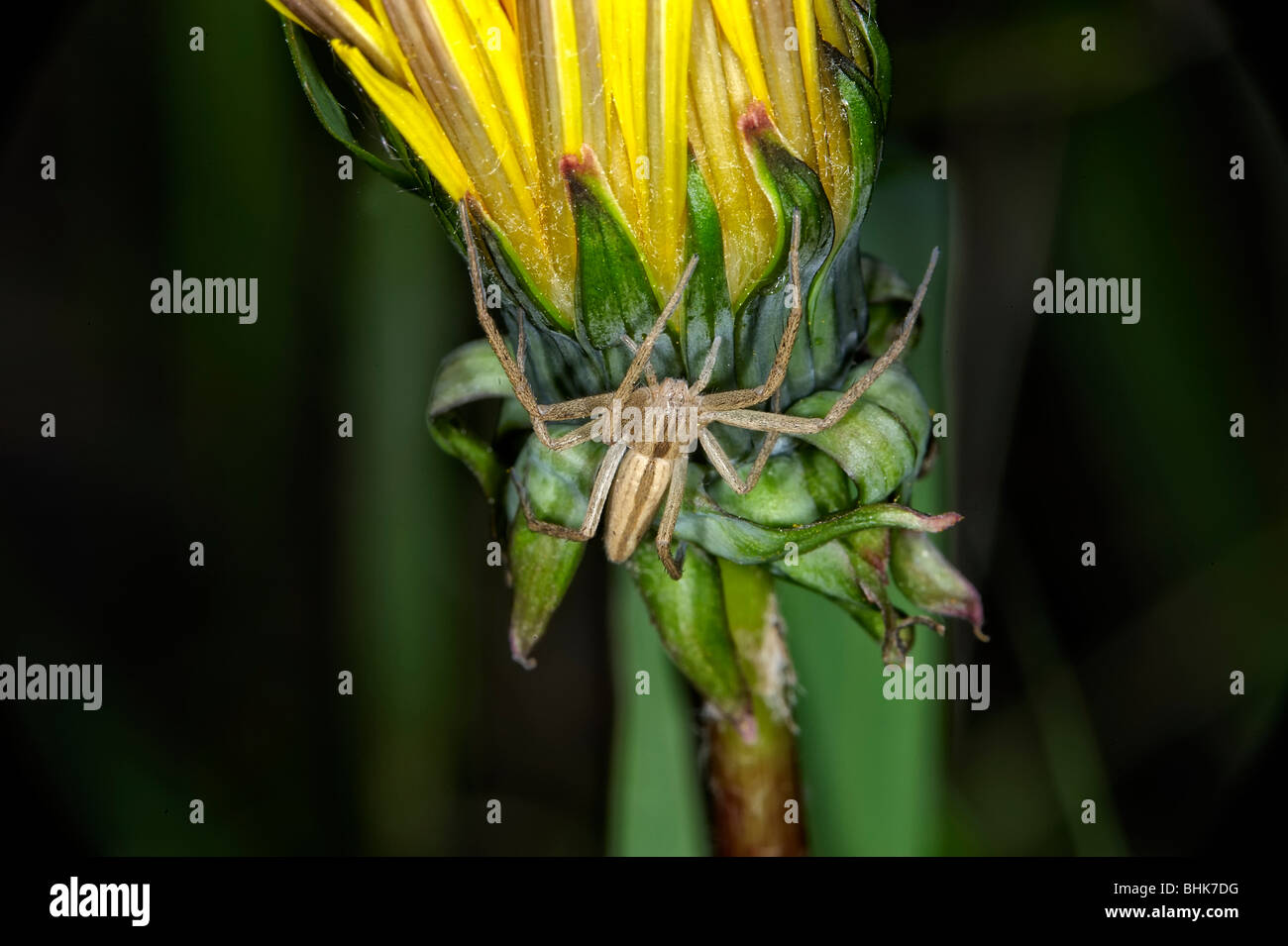 Insect macro, Russia, Moscow Region Stock Photo - Alamy